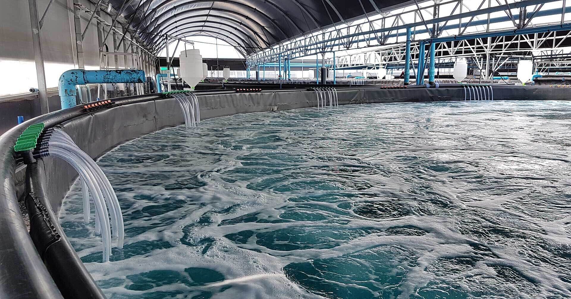 Analysis of low carbon and nitrogen concentrations in aqueous samples ...