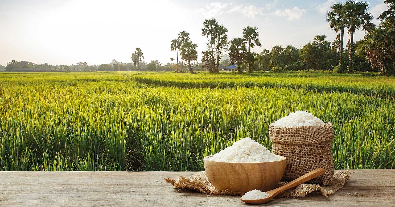 How to significantly increase rice yields - Elementar