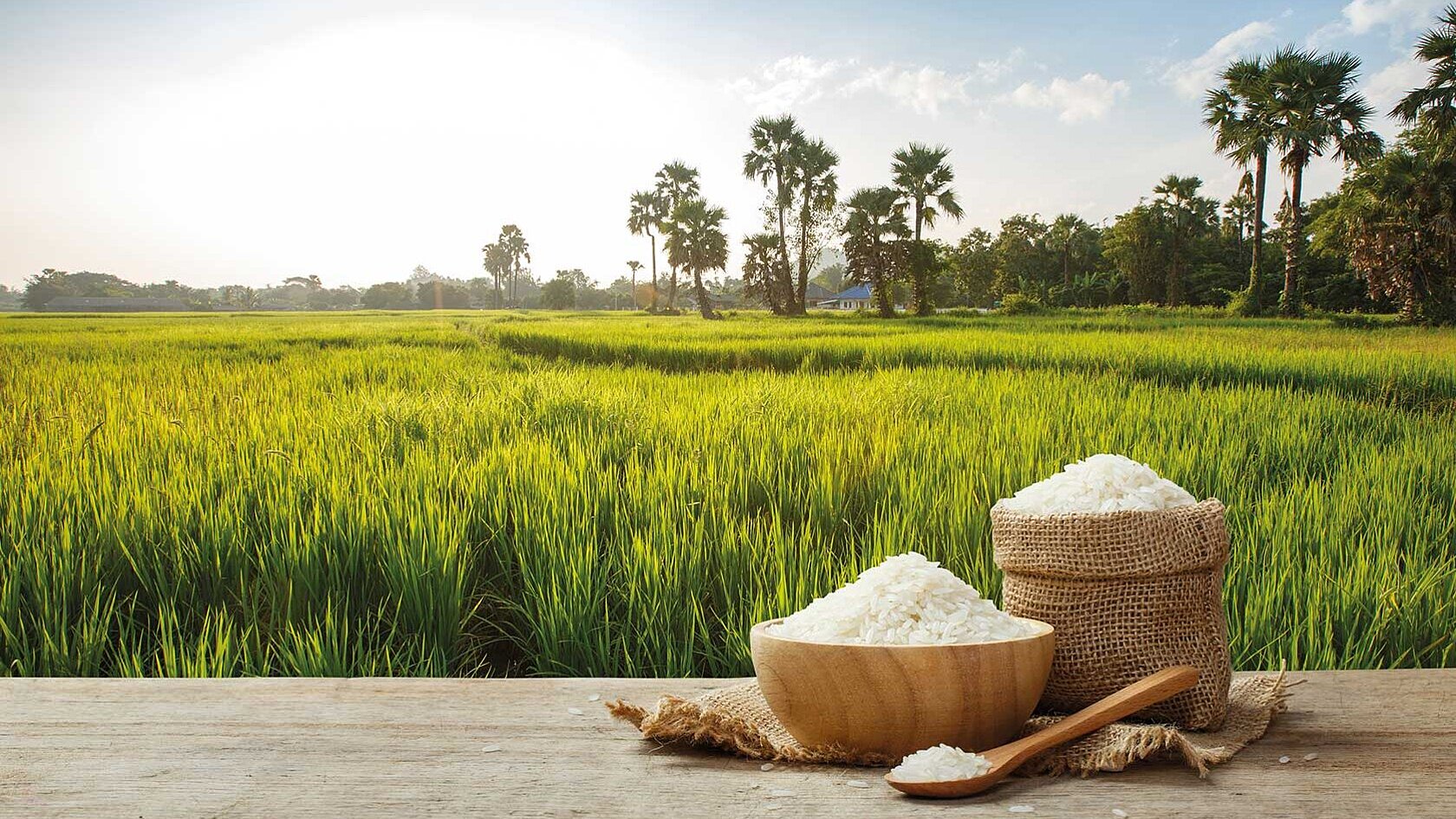 How to significantly increase rice yields - Elementar