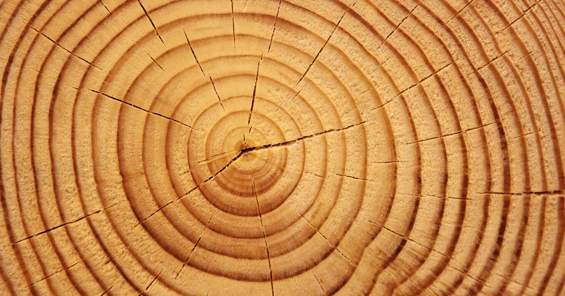 High performance sulfur isotope analyses in tree rings - Elementar