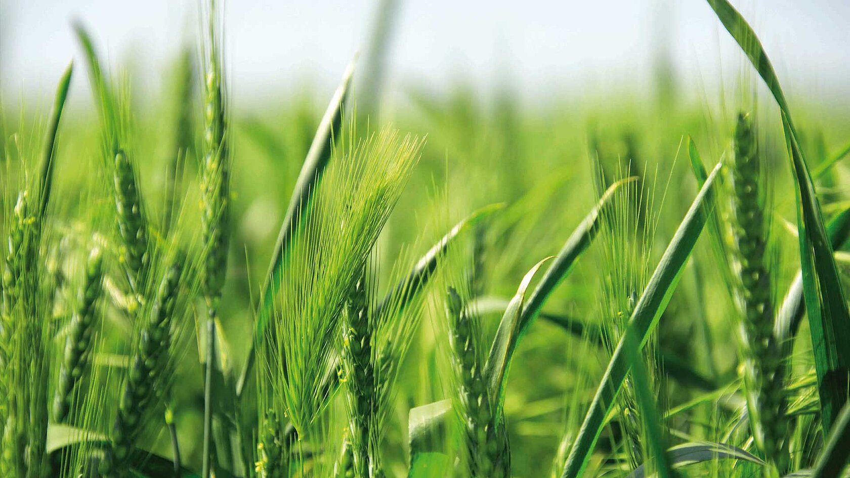 Dépassement des analyses d'azote et de protéines dans les produits ...