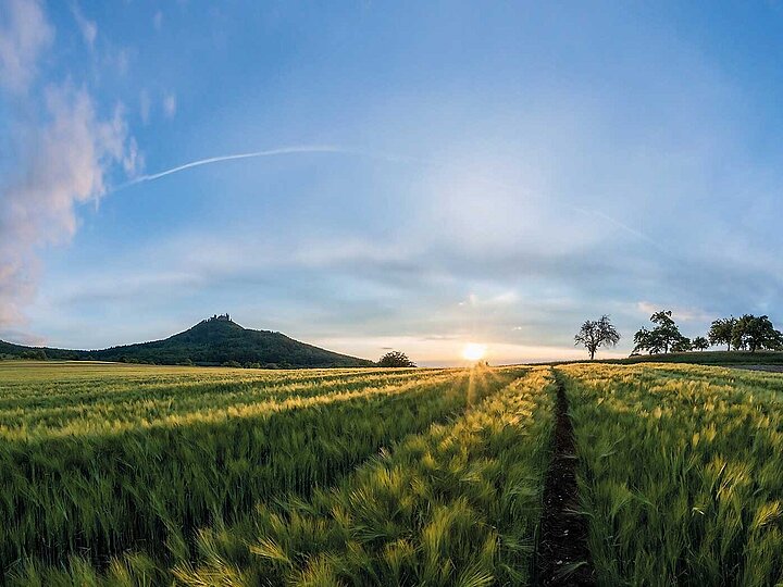 How to significantly increase rice yields - Elementar