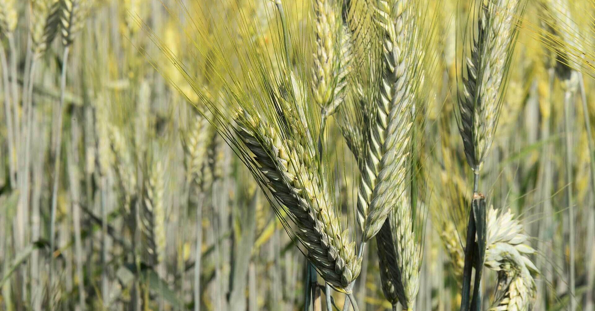 Determining the sulfur content of dried distillers grains - Elementar