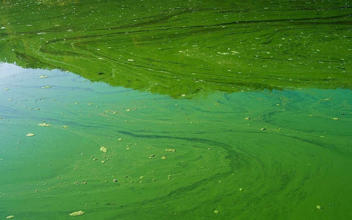 Balancing the nitrogen cycle - Elementar