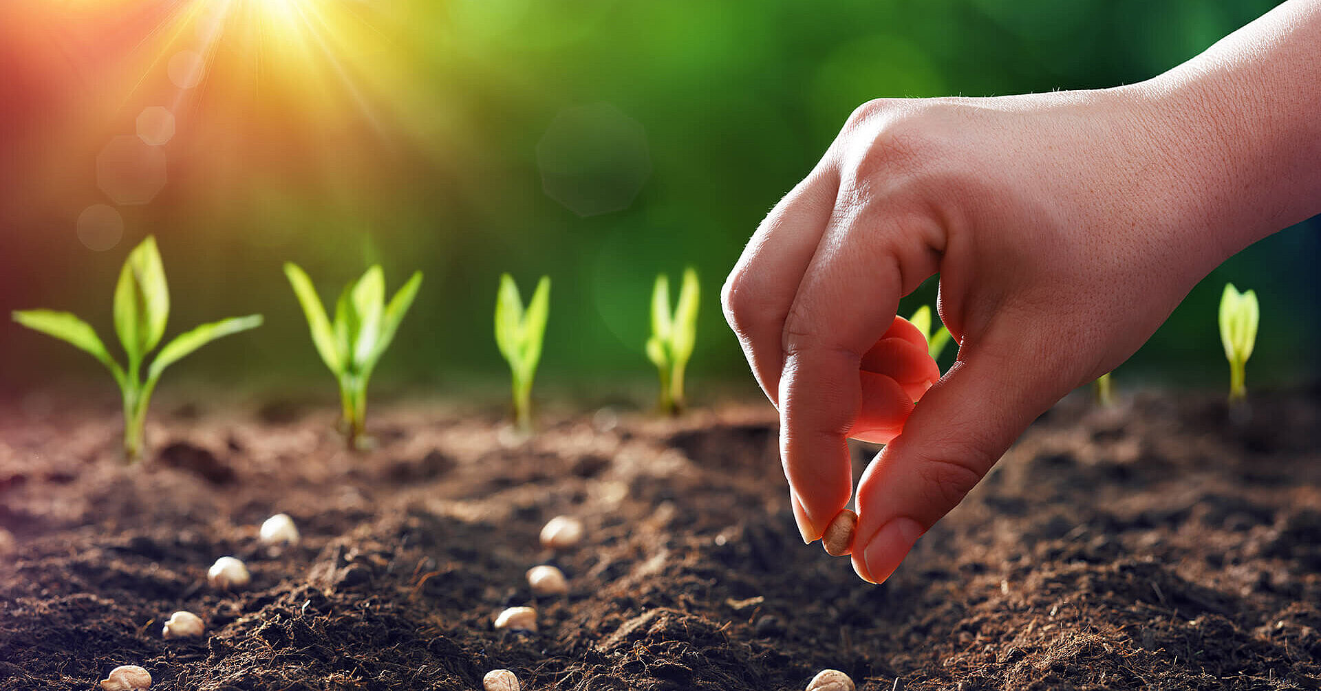 Ex-seeding expectations - Elementar