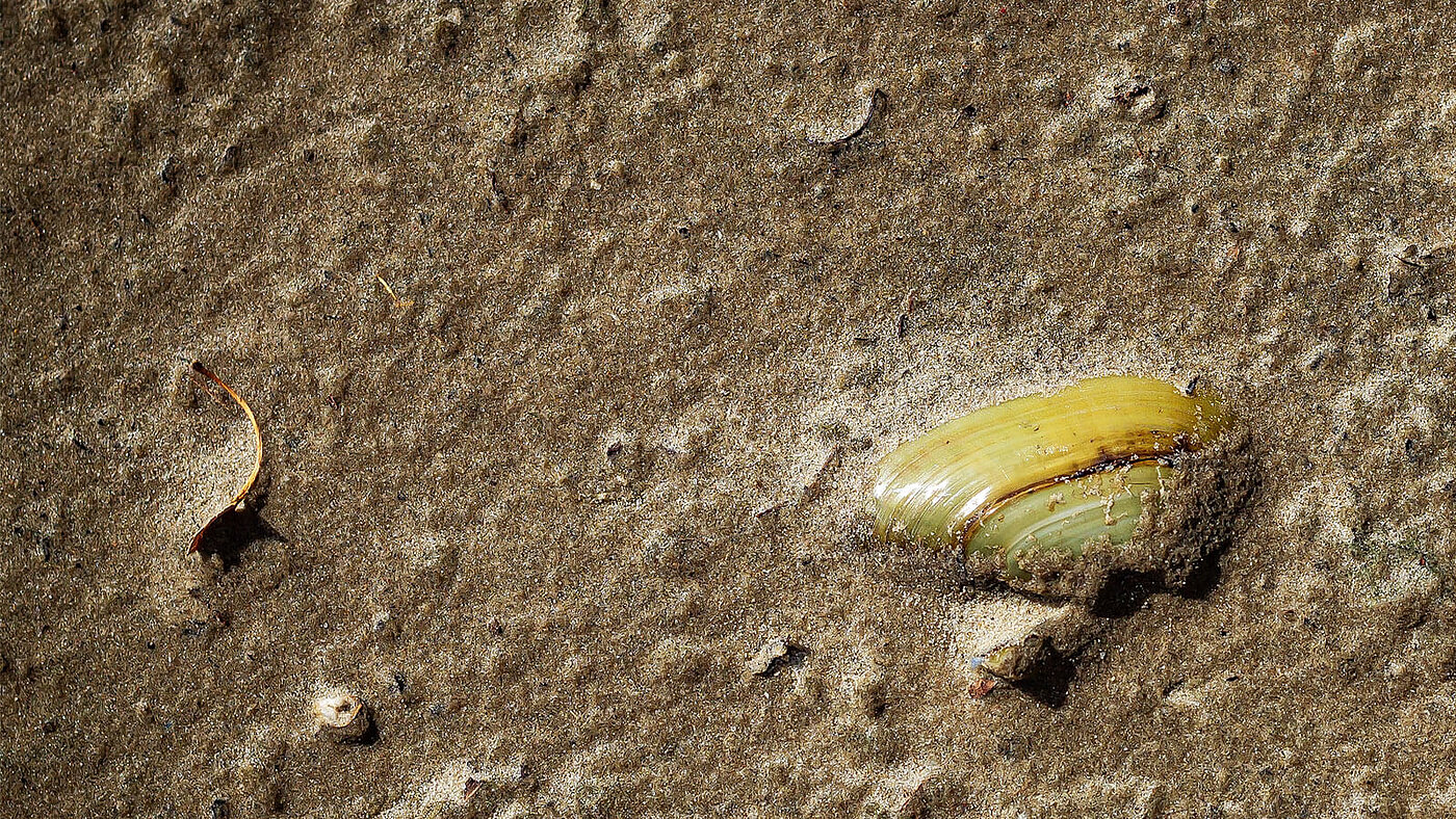 Analyse du COT et du soufre des sédiments dans les zones de pêche ...
