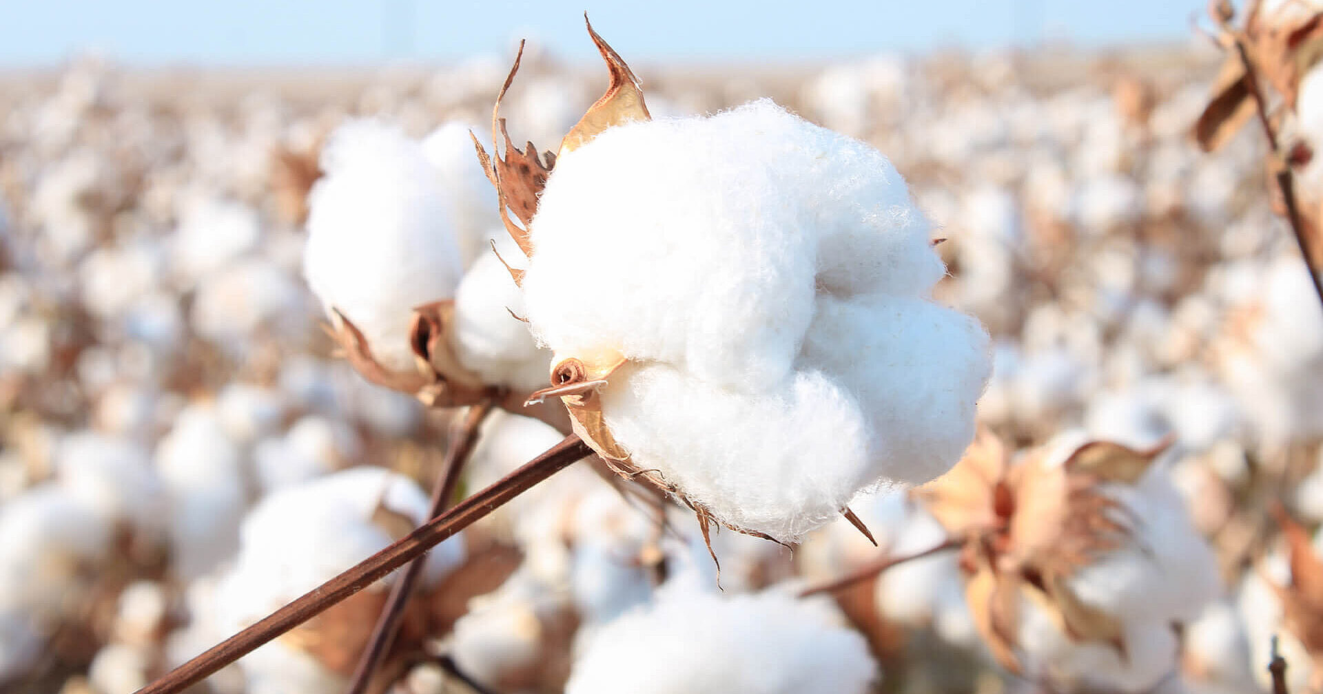 2H analysis of cotton and textile samples - Elementar