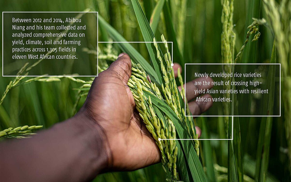 How to significantly increase rice yields - Elementar