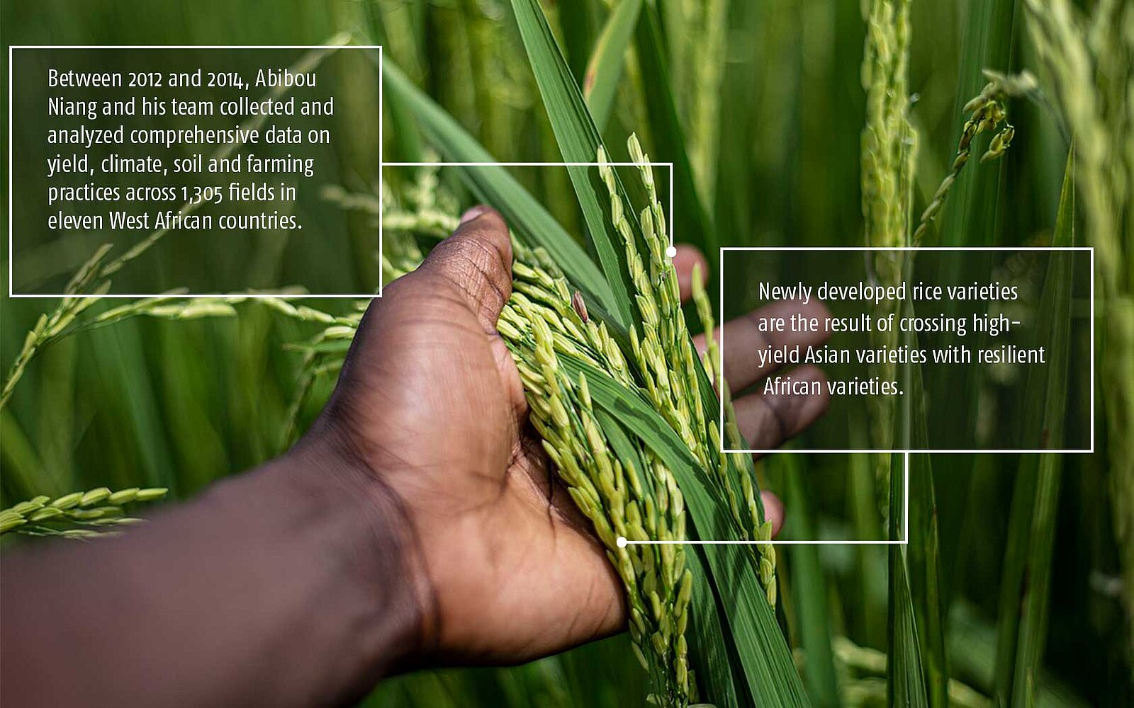 How to significantly increase rice yields - Elementar