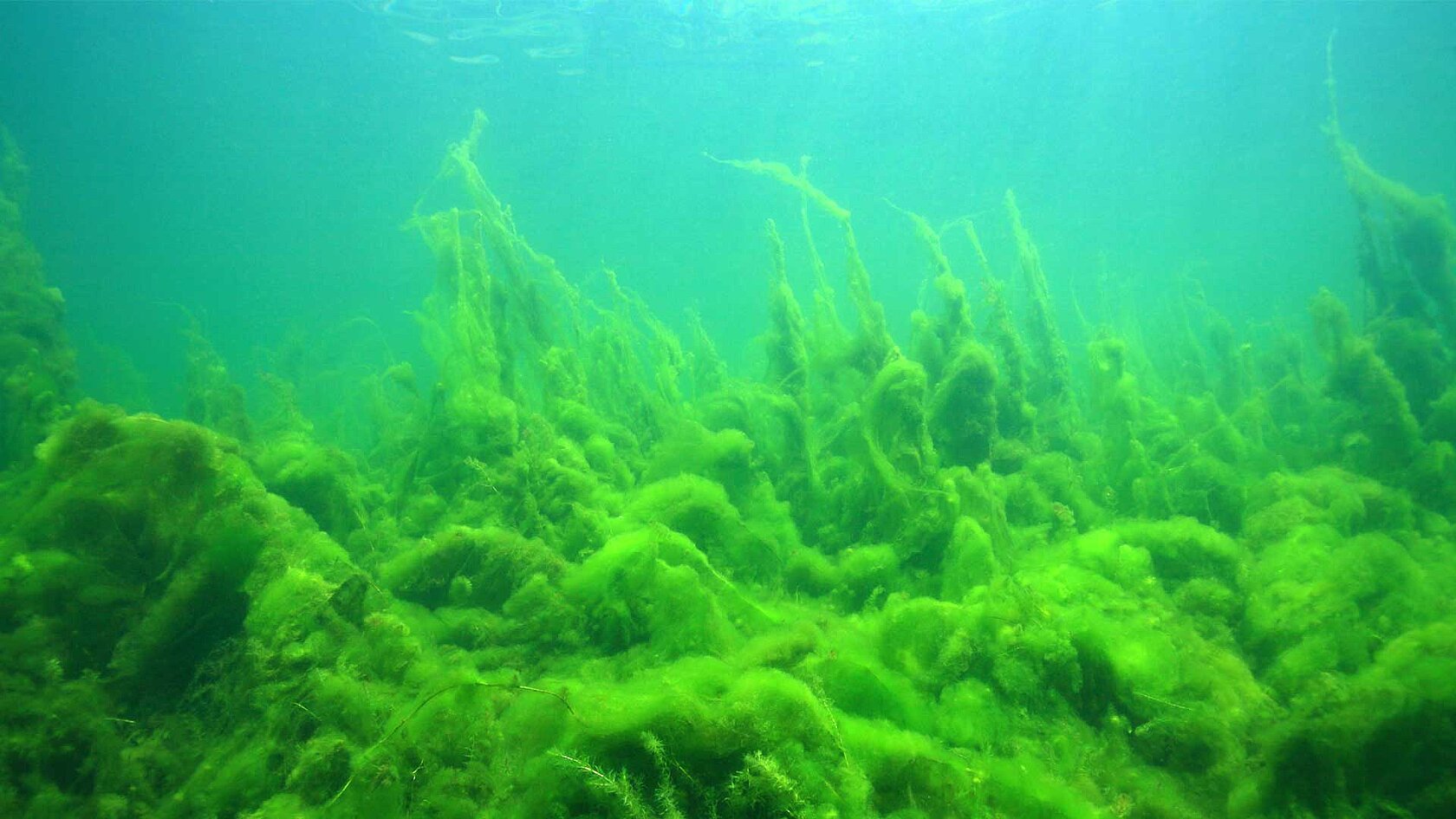 Preventing eutrophication with TOC monitoring - Elementar