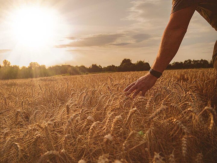 How to significantly increase rice yields - Elementar